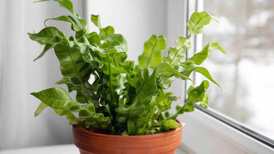 Leslie Bird's Nest Fern Plant – Buy Now! – Ladybird Nursery