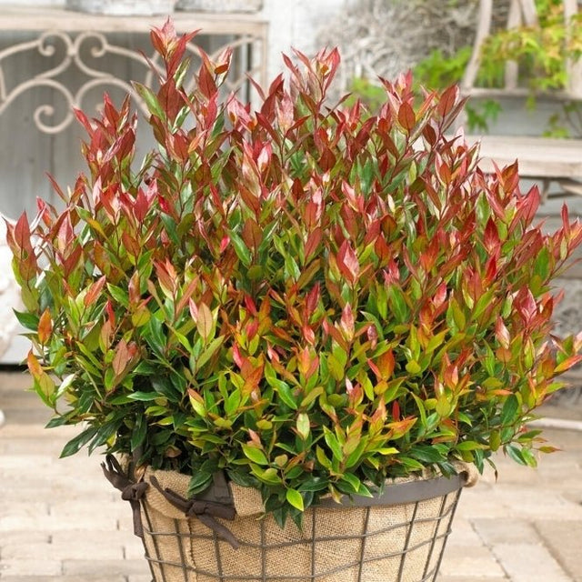 Leucothoe Little Flames Plant – Buy Now! – Ladybird Nursery