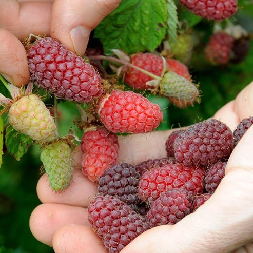 Loganberry Thornless Fruit Tree – Buy Now! – Ladybird Nursery
