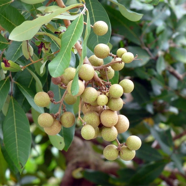 Longan Cats Eye Fruit Tree – Buy Now! – Ladybird Nursery