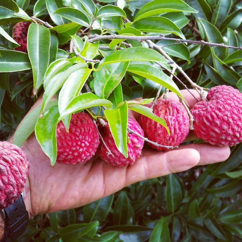 Erdon Lee Lychee Fruit Tree – Buy Now! – Ladybird Nursery