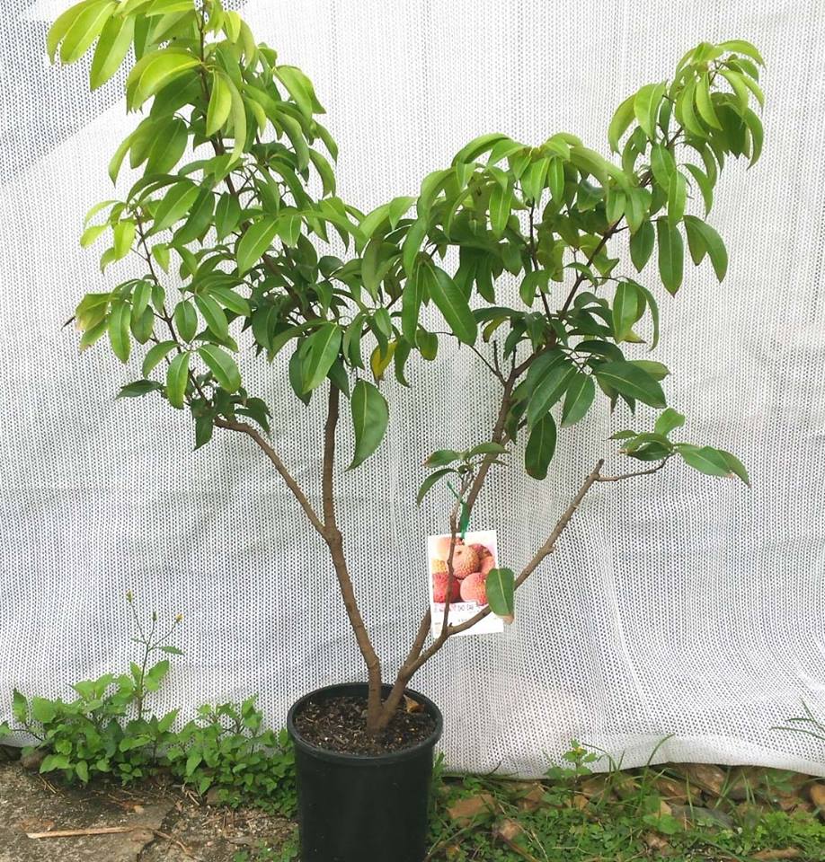 Red Ball Lychee Fruit Tree – Buy Now! – Ladybird Nursery