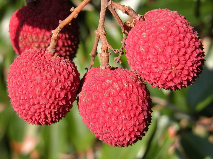 Lychee – Ladybird Nursery