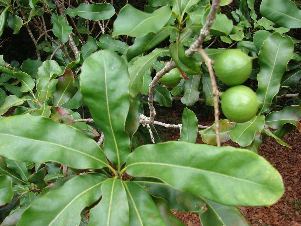 Macadamia – Ladybird Nursery