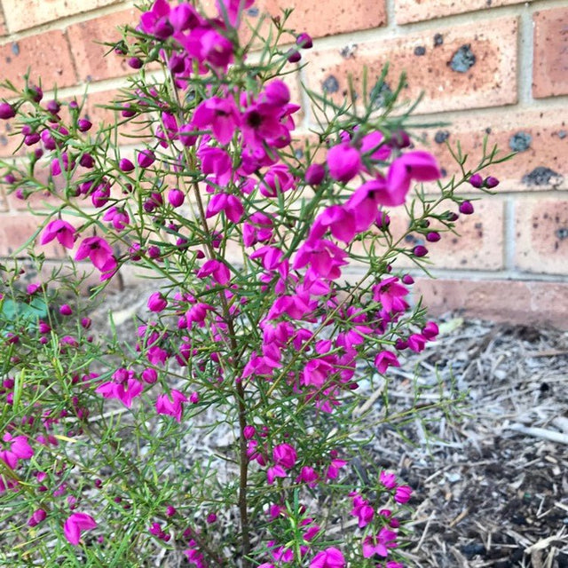 Magenta Stars Boronia Plant – Buy Now! – Ladybird Nursery