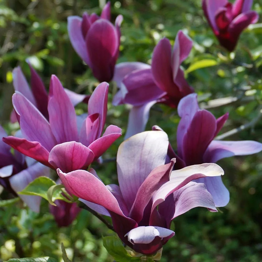 Magnolia Holland Red Plant – Buy Now! – Ladybird Nursery