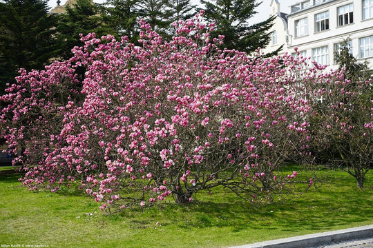 Magnolia Rustica Rubra Plant – Buy Now! – Ladybird Nursery