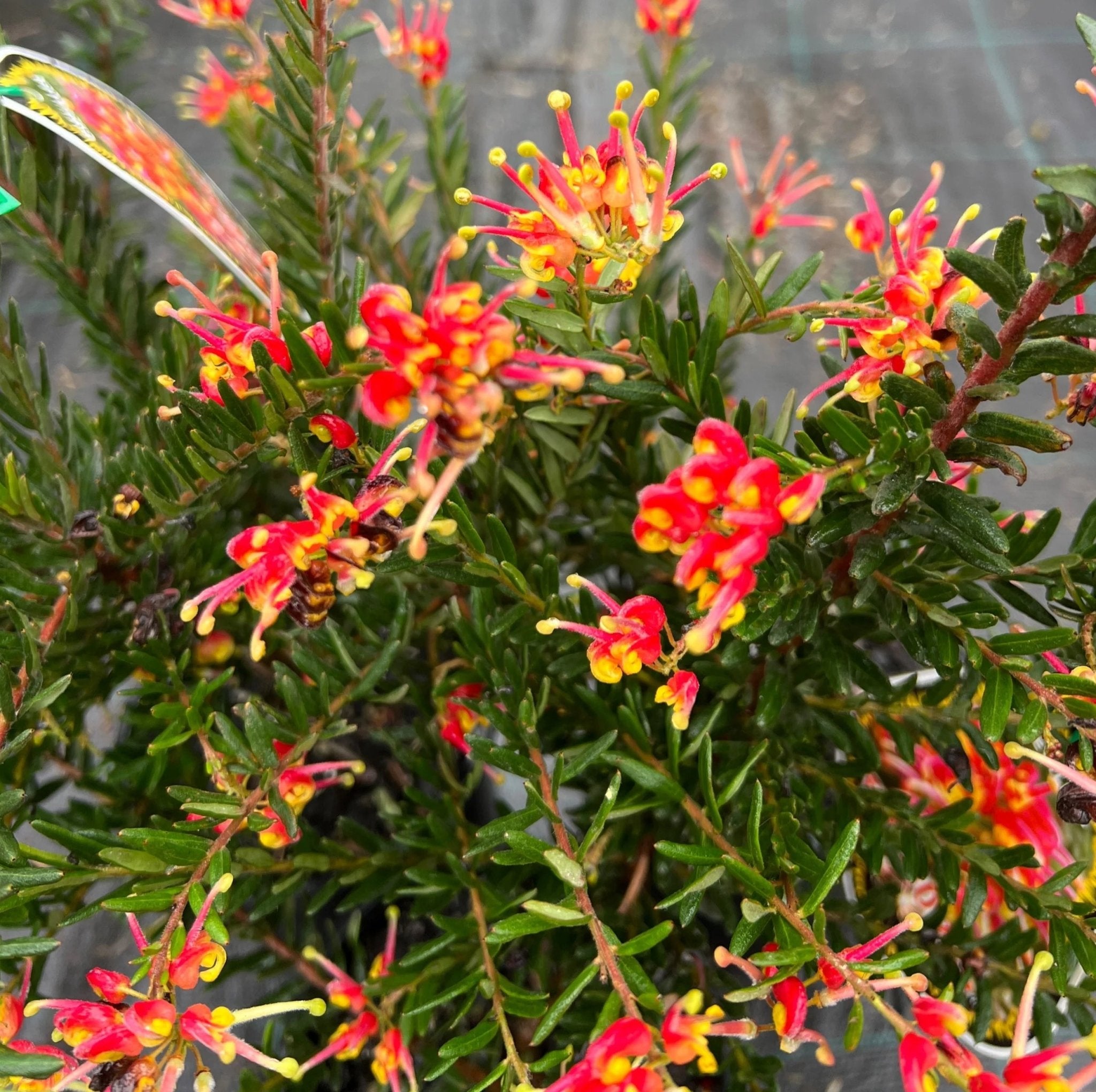 Dwarf Grevillea Fireworks Plant – Buy Now! – Ladybird Nursery