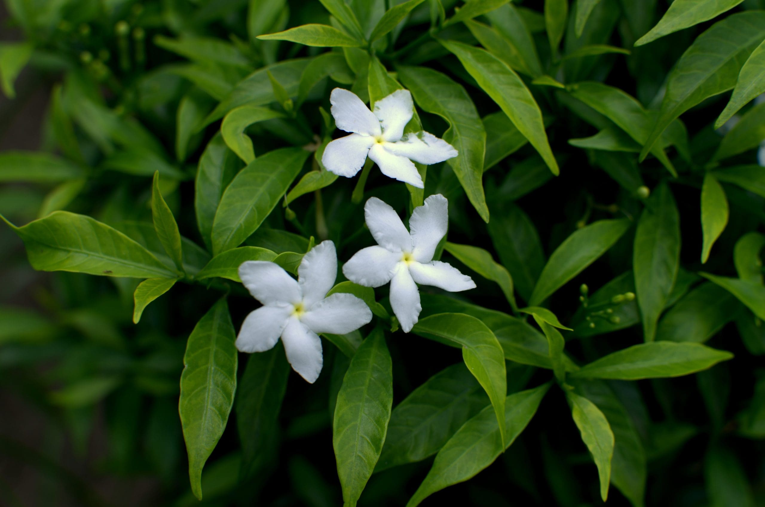 Gardenia Scabrella Plant – Buy Now! – Ladybird Nursery