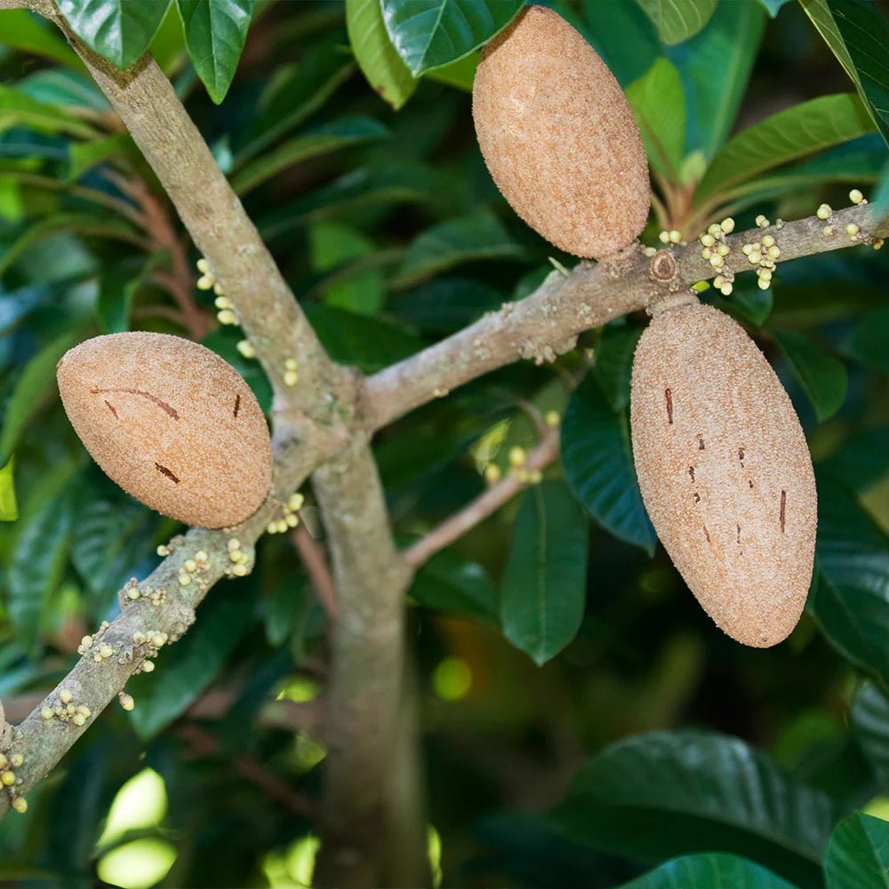 Mamey Sapote Pontin Fruit Tree – Buy Now! – Ladybird Nursery