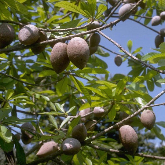 Mamey Sapote Pontin Fruit Tree – Buy Now! – Ladybird Nursery