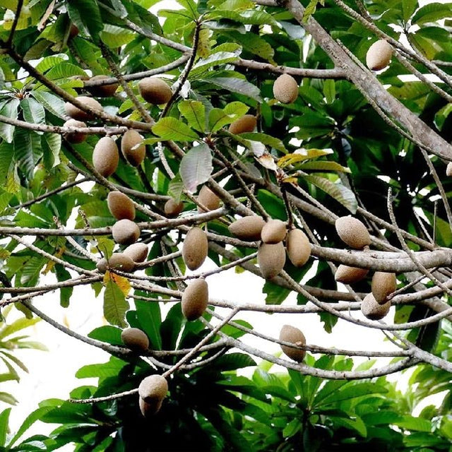 Mamey Sapote Fruit Tree – Buy Now! – Ladybird Nursery