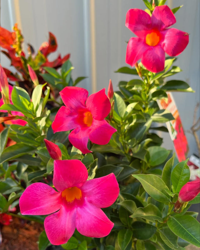 Mandevilla Aloha Pink Perfection Plant – Buy Now! – Ladybird Nursery