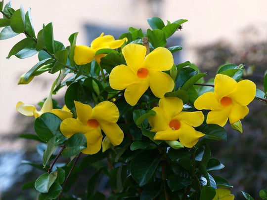 Mandevilla Diamantina Opale Citrine Plant – Buy Now! – Ladybird Nursery
