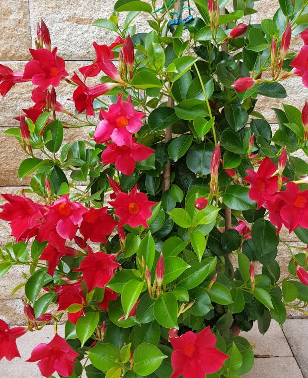 Mandevilla Red Form Plant – Buy Now! – Ladybird Nursery