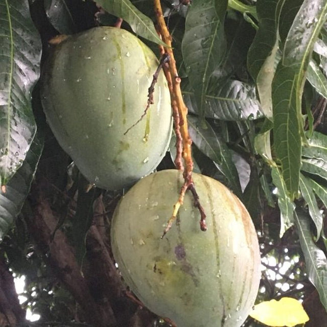 Mango 'Keitt' (Semi Dwarf) Fruit Tree – Buy Now! – Ladybird Nursery