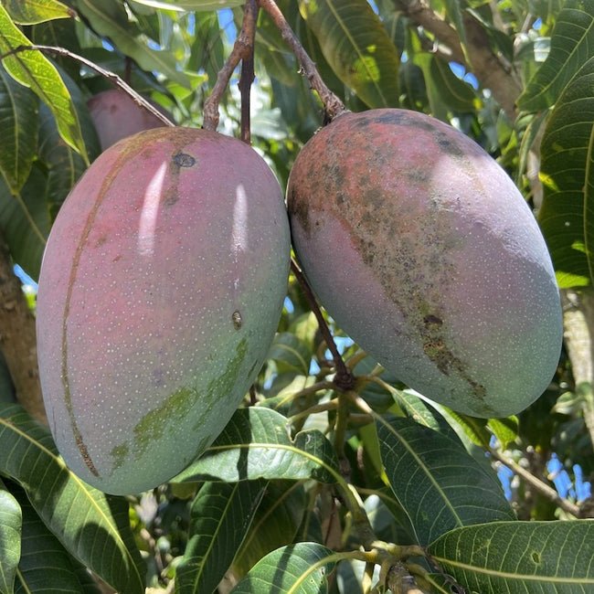 Mango 'Keitt' (Semi Dwarf) Fruit Tree – Buy Now! – Ladybird Nursery