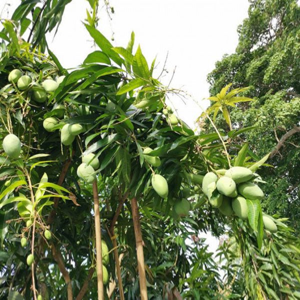 Mango 'Red Mulgoba' Fruit Tree – Buy Now! – Ladybird Nursery
