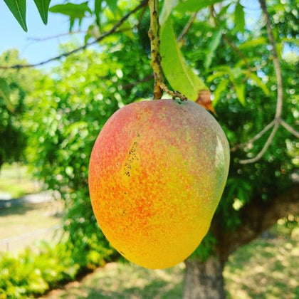 Mango 'Red Mulgoba' Fruit Tree – Buy Now! – Ladybird Nursery