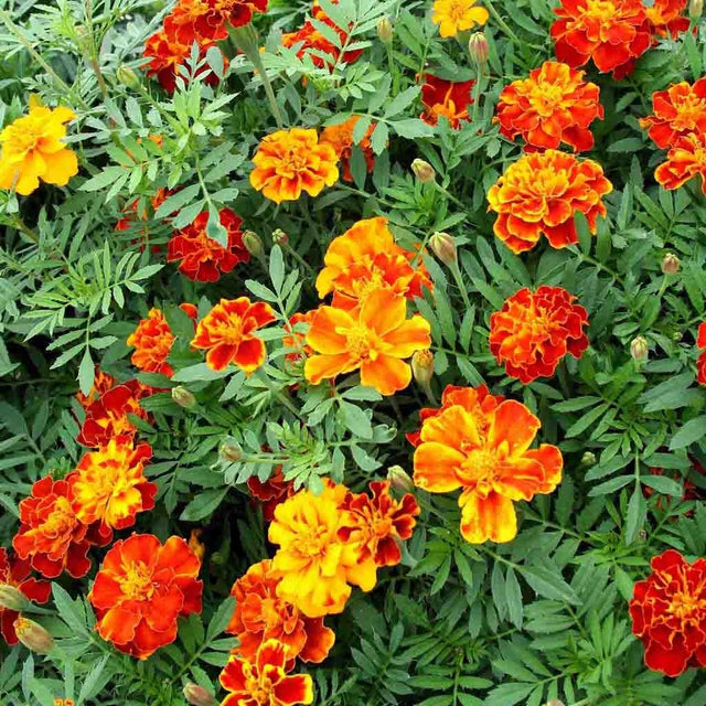 Marigold French Mix Plant – Buy Now! – Ladybird Nursery