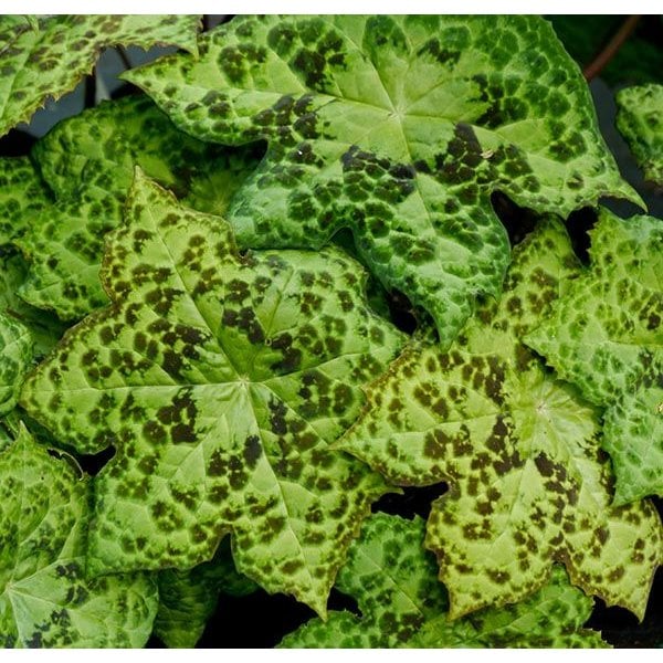 Mayapple Spotty Dotty Plant – Buy Now! – Ladybird Nursery