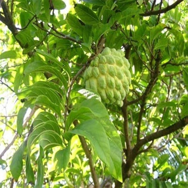 Mexican Custard Apple Fruit Tree – Buy Now! – Ladybird Nursery