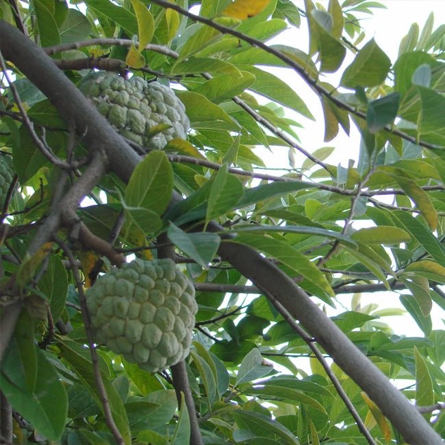 Mexican Custard Apple Fruit Tree – Buy Now! – Ladybird Nursery