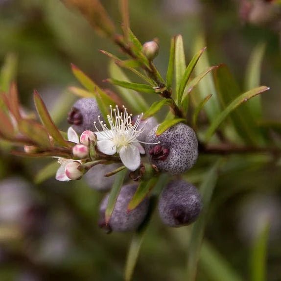 Midyim Berry ‘Copper Tops’ (Austromyrtus dulcis) Plant – Buy Now ...