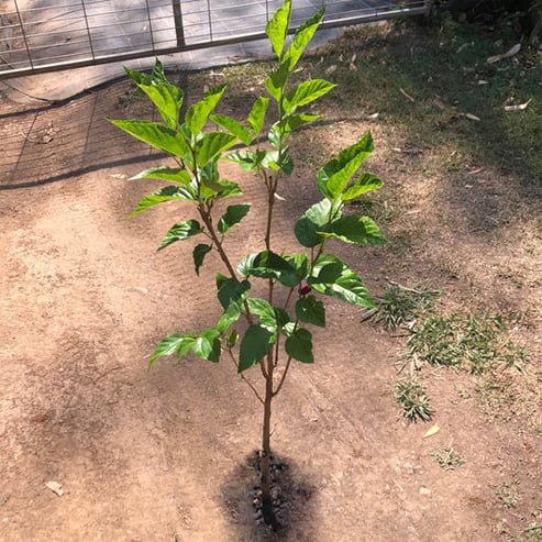 Dwarf Mulberry 'Black' Fruit Tree – Buy Now! – Ladybird Nursery