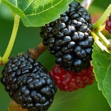 Dwarf Mulberry 'Black' Fruit Tree – Buy Now! – Ladybird Nursery