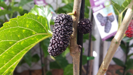 Dwarf Mulberry 'Black' Fruit Tree – Buy Now! – Ladybird Nursery