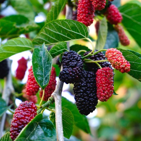 Mulberry Lena Fruit Tree – Buy Now! – Ladybird Nursery