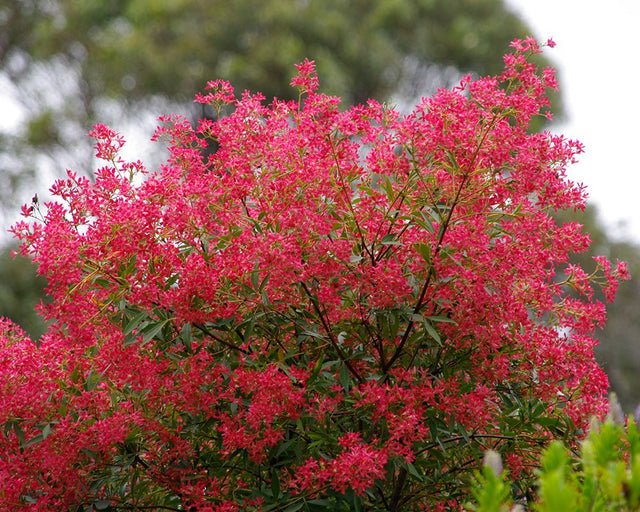 NSW Christmas Bush Plant – Buy Now! – Ladybird Nursery