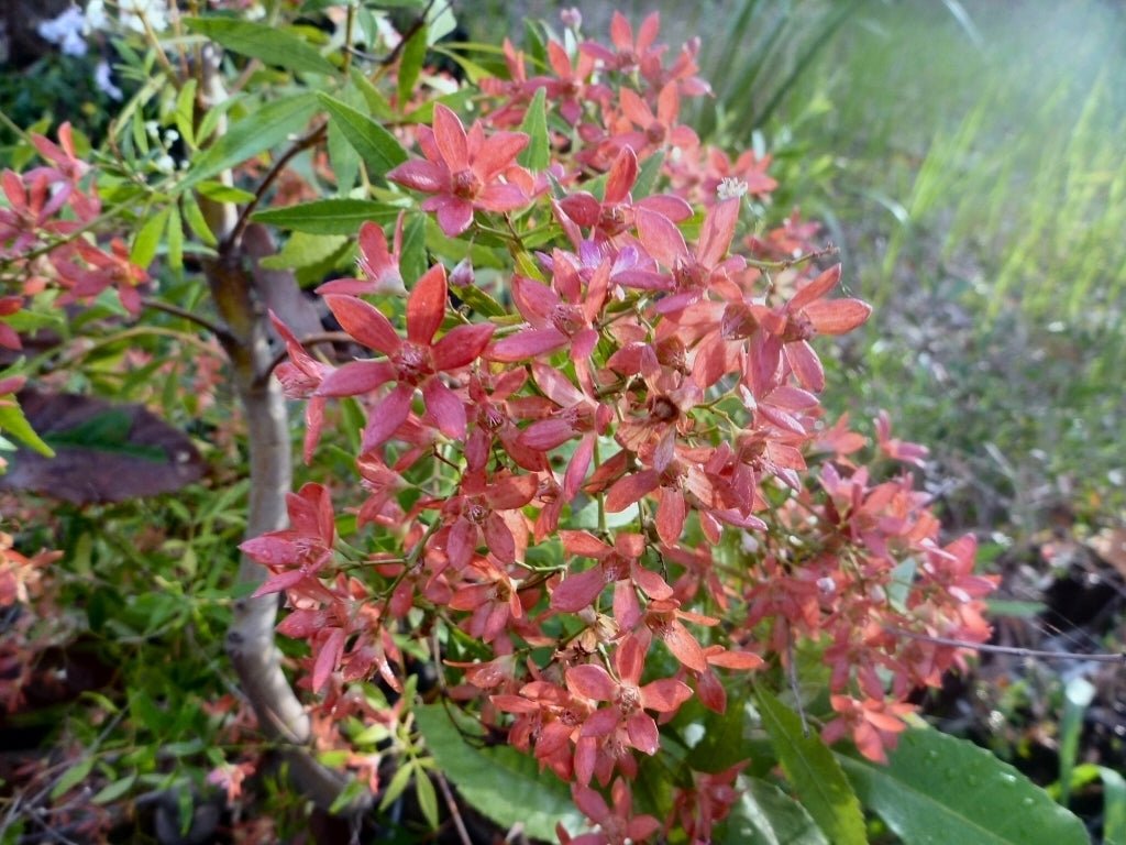 NSW Christmas Bush Plant – Buy Now! – Ladybird Nursery