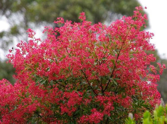 NSW Christmas Bush Shiraz Plant – Buy Now! – Ladybird Nursery