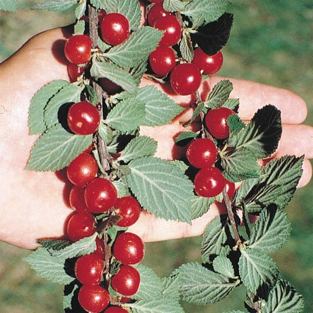 Nanking Cherry For Sale