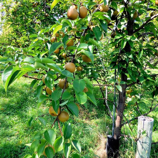 Nashi Pear Kosui Fruit Tree – Buy Now! – Ladybird Nursery