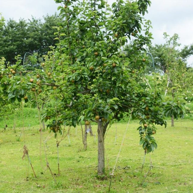 Nashi Pear Ya Li Fruit Tree – Buy Now! – Ladybird Nursery