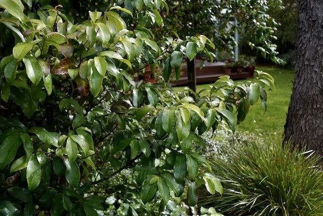 Native Guava (Eupomatia laurina) Fruit Tree – Buy Now! – Ladybird Nursery