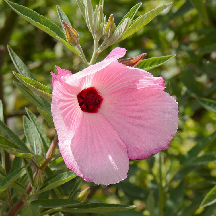 Native Hibiscus 'Aussie Pink' Plant – Buy Now! – Ladybird Nursery