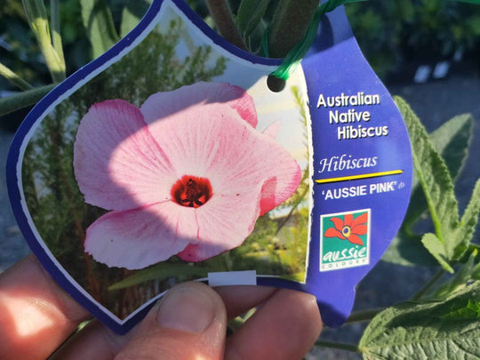 Native Hibiscus 'Aussie Pink' Plant – Buy Now! – Ladybird Nursery