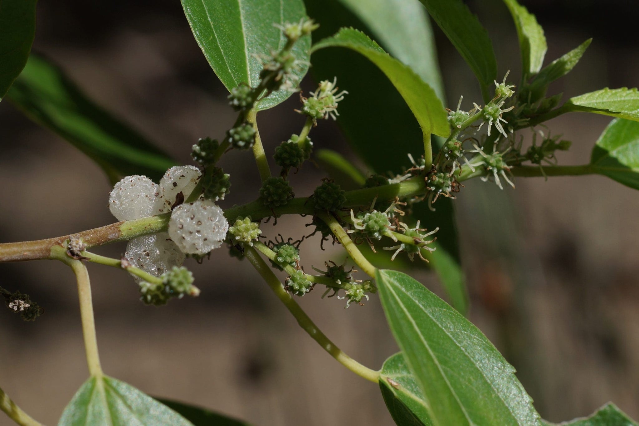 Native Mulberry (Pipturus argenteus) Fruit Tree – Buy Now! – Ladybird ...