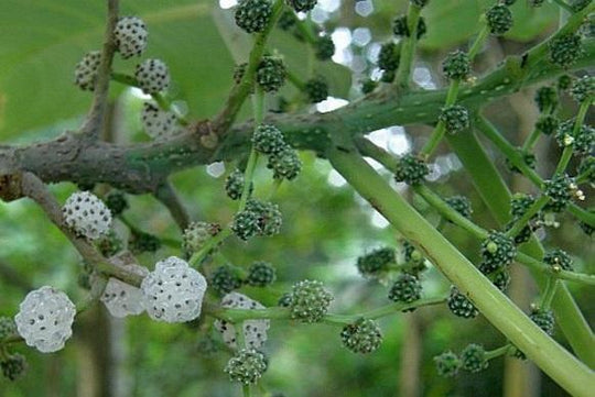 Native Mulberry (Pipturus argenteus) Fruit Tree – Buy Now! – Ladybird ...