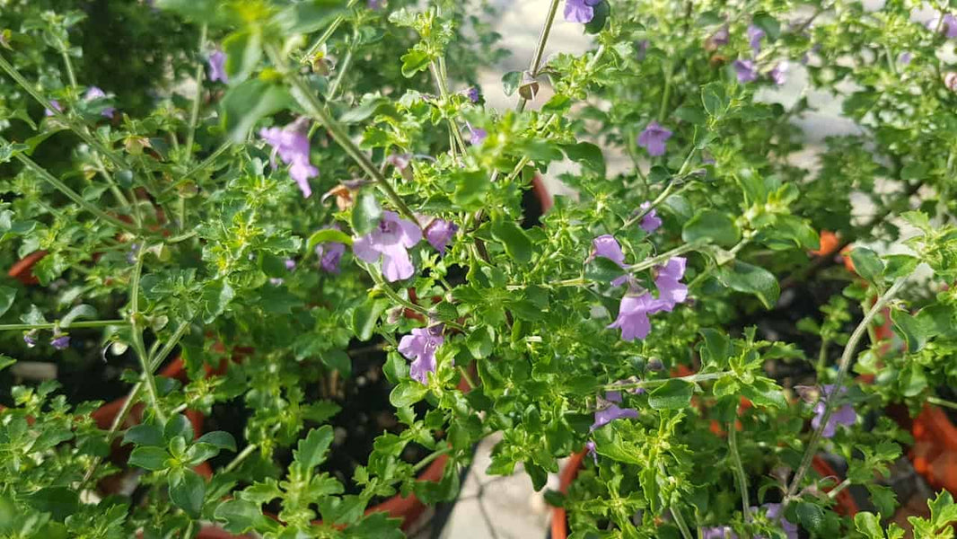 Natives – Ladybird Nursery