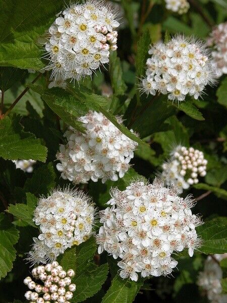 Ninebark Green Plant – Buy Now! – Ladybird Nursery
