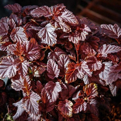 Ninebark Nishiki Red Plant – Buy Now! – Ladybird Nursery