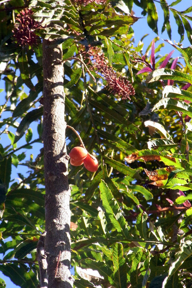 North Bauple Nut (Hicksbeachia pilosa) Fruit Tree – Buy Now! – Ladybird ...