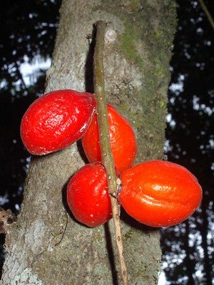 North Bauple Nut (Hicksbeachia pilosa) Fruit Tree – Buy Now! – Ladybird ...