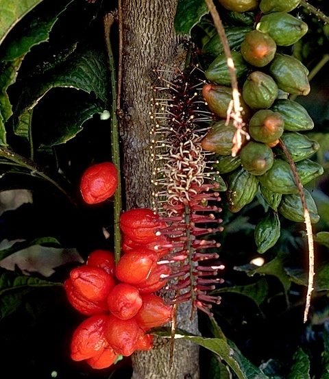 North Bauple Nut (Hicksbeachia pilosa) Fruit Tree – Buy Now! – Ladybird ...