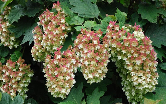 Oakleaf Hydrangea Snowflake Plant – Buy Now! – Ladybird Nursery